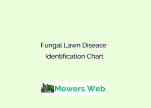 Fungal Lawn Disease Identification Chart(Complete Guide) | Mowers Web
